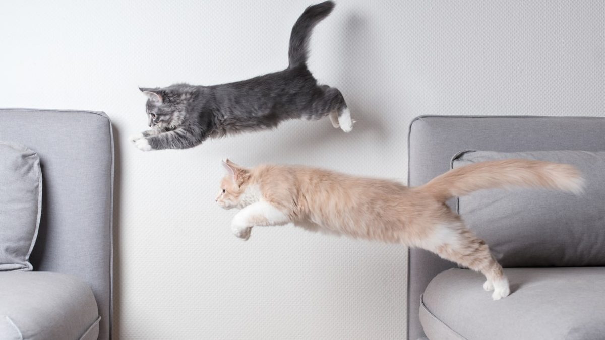 Here's 12 Ways To Help Your Cat Exercise More