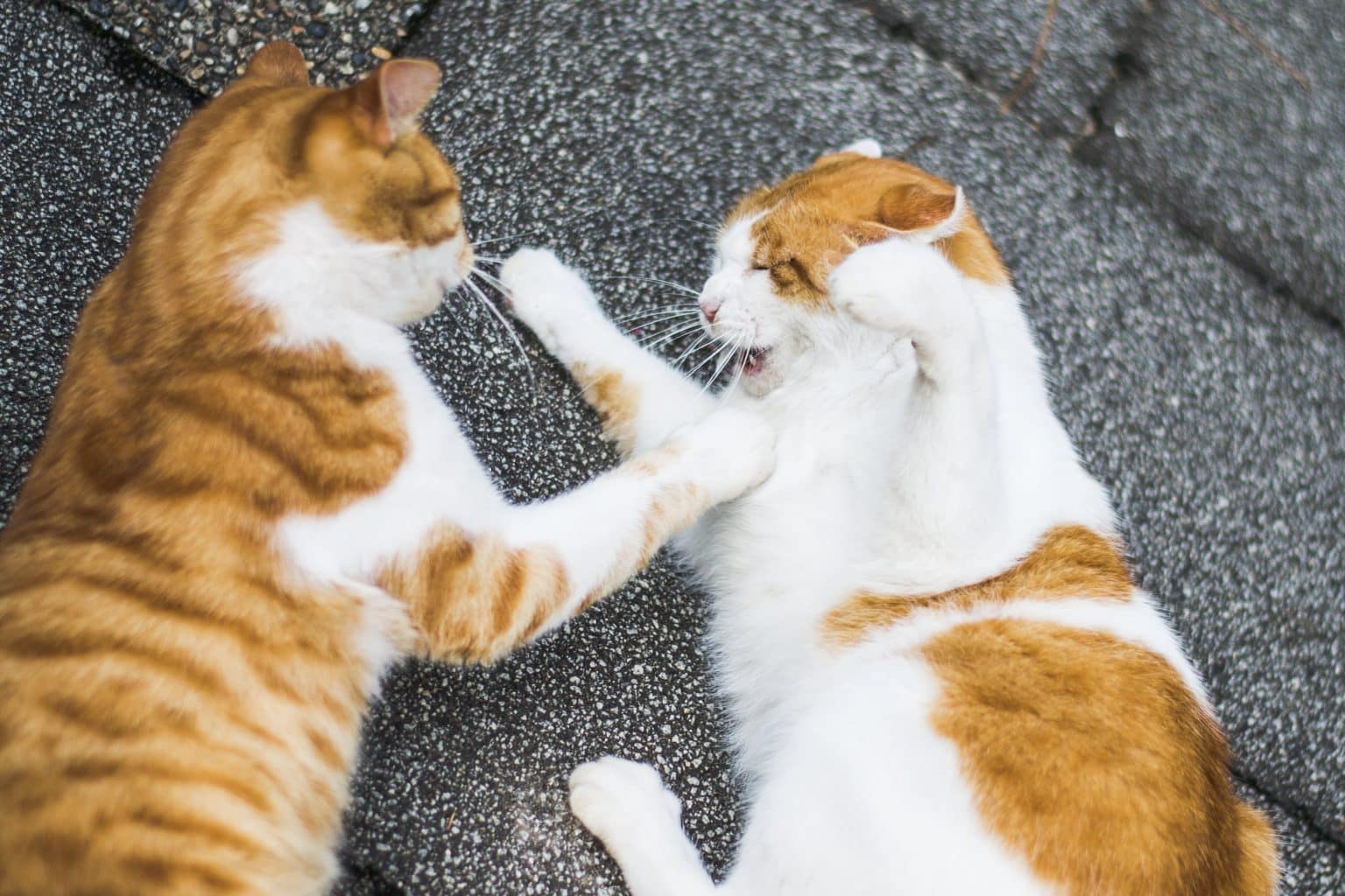 5 Reasons Why Your Cat Is Growling & How To Stop It