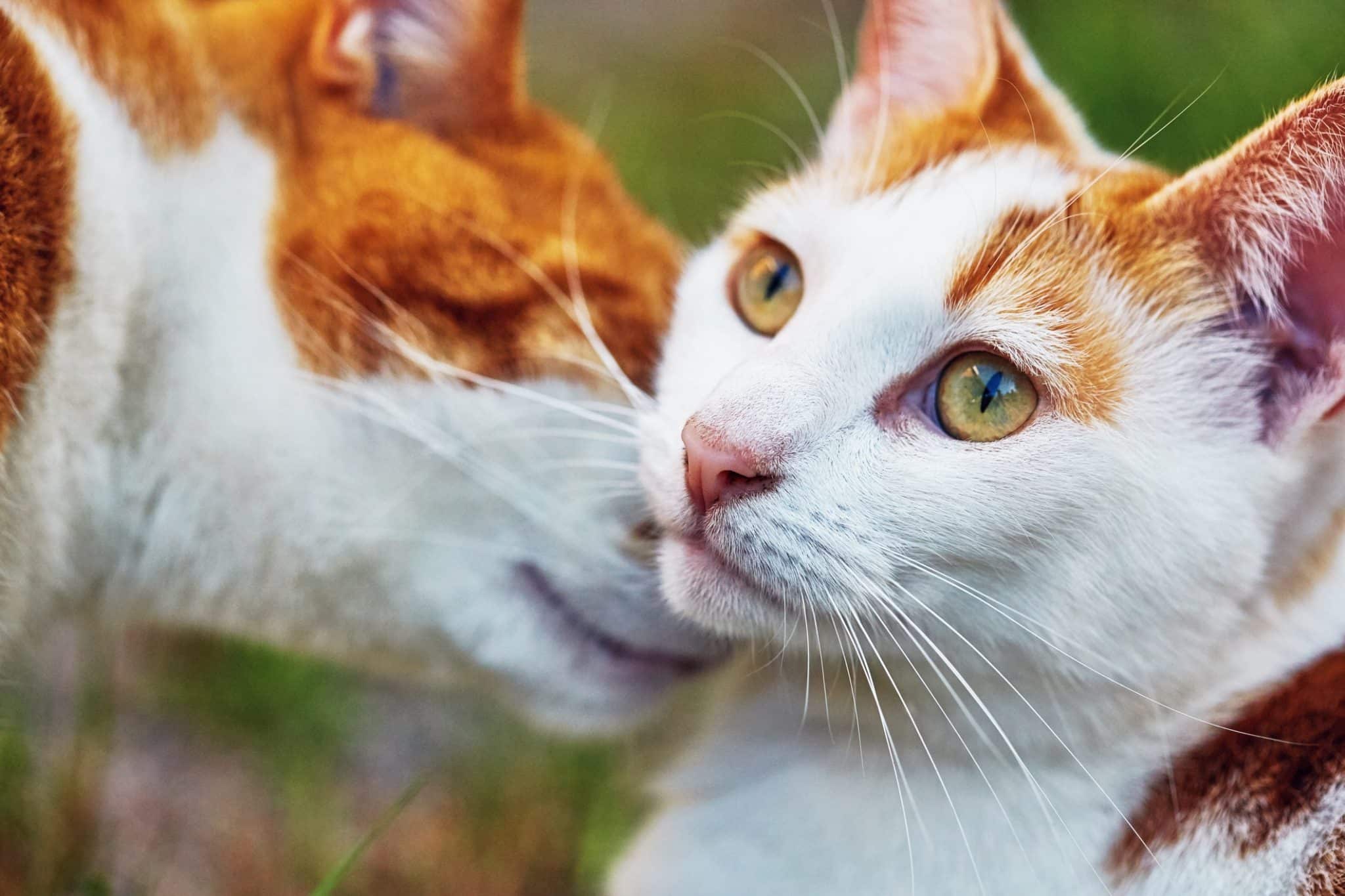 5 Reasons for Cat Humping & What You Can Do About It