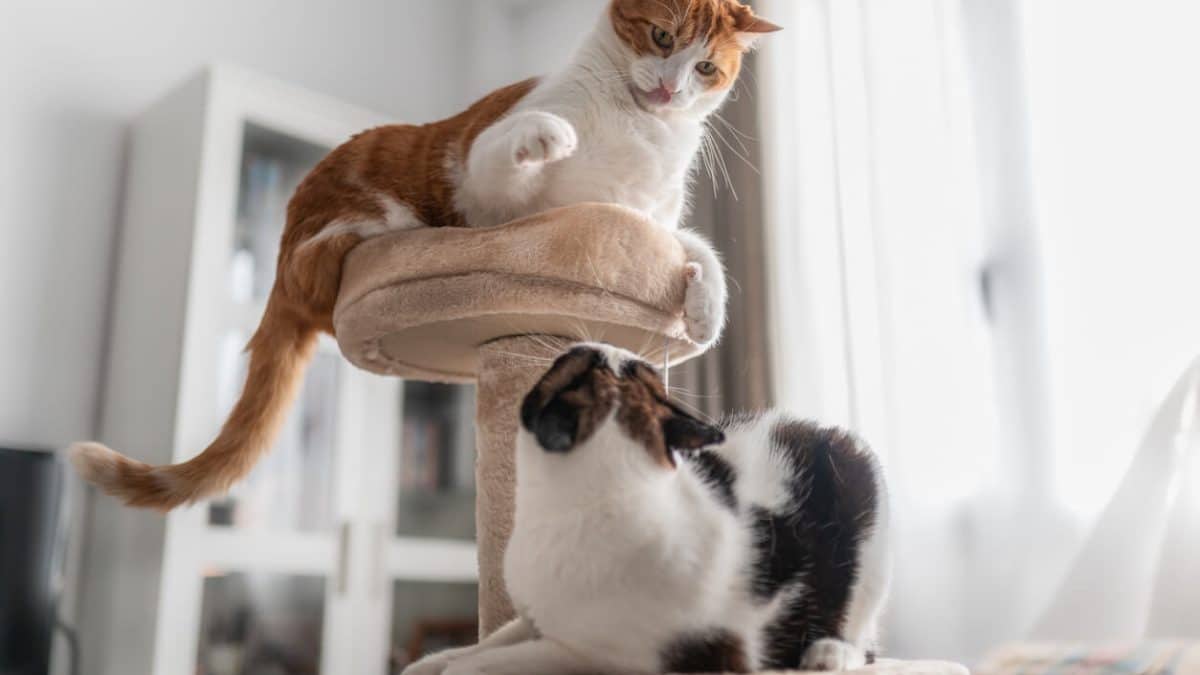 Why Cats Slap Each Other