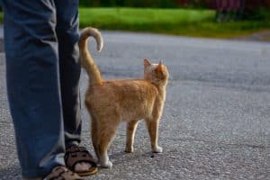 Cat Tail Meaning: Movement, Position & More