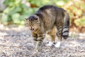 Cat Tail: Position, Movement & Wagging Explained