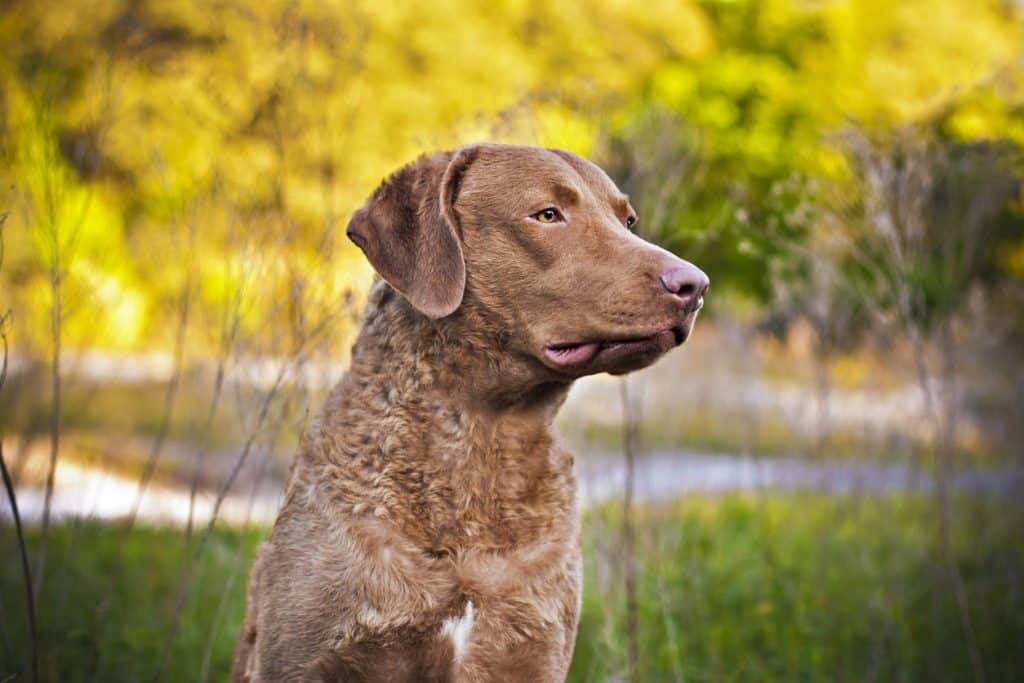 Chesapeake Bay Retriever Dog Breed: Cost, Temperament & More