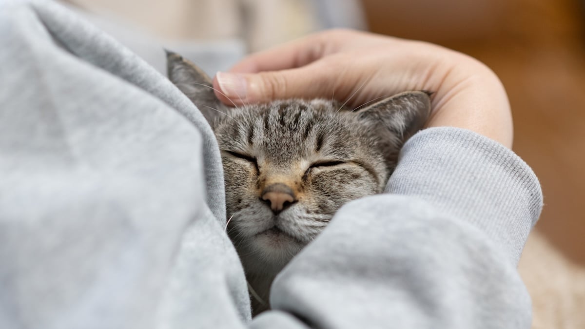 Tips for Choosing and Vetting a Cat Sitter