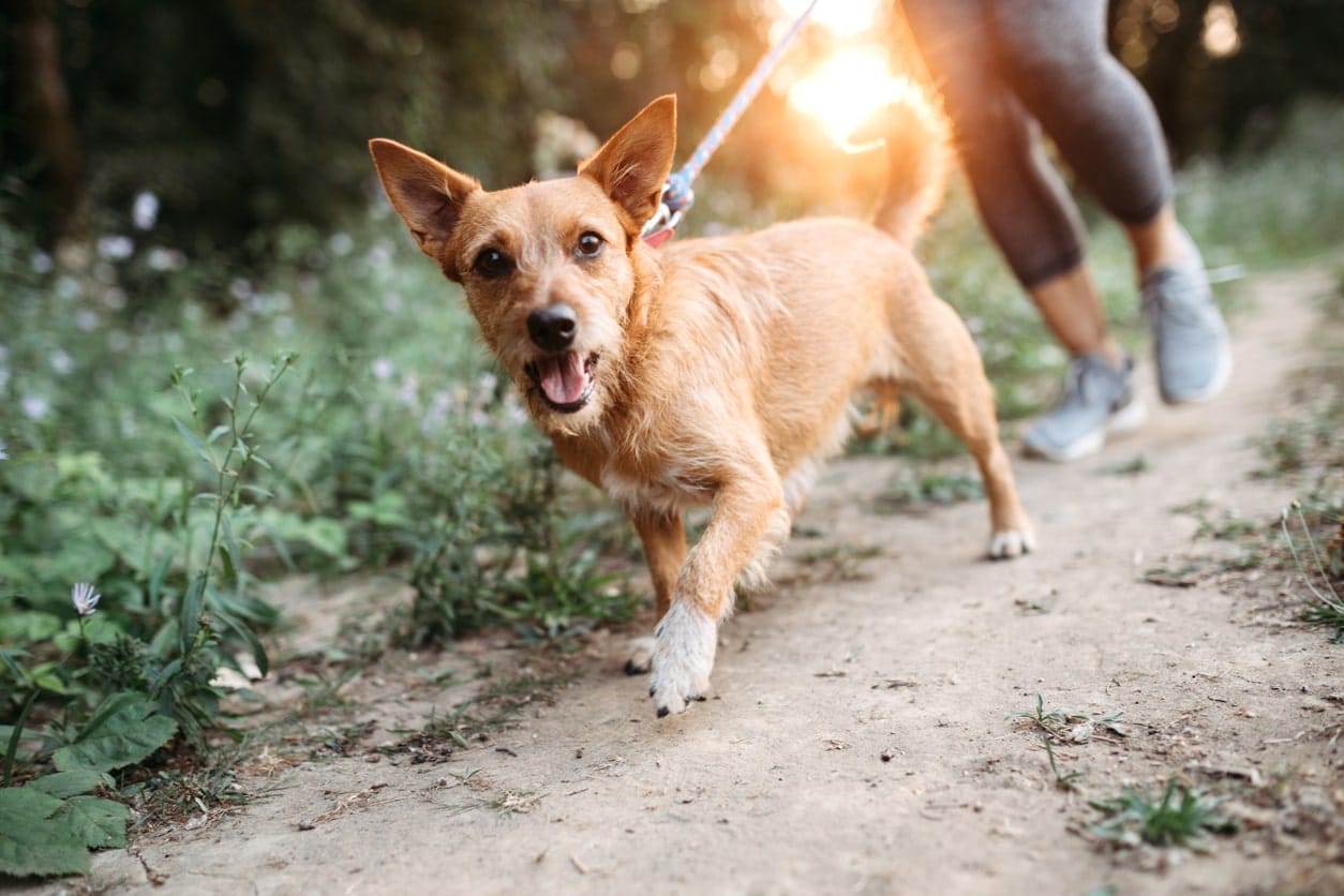 How to Run with Your Dog: Training Plan, Tips & More