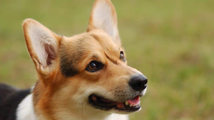 200 Anime Dog Names for Your Pup