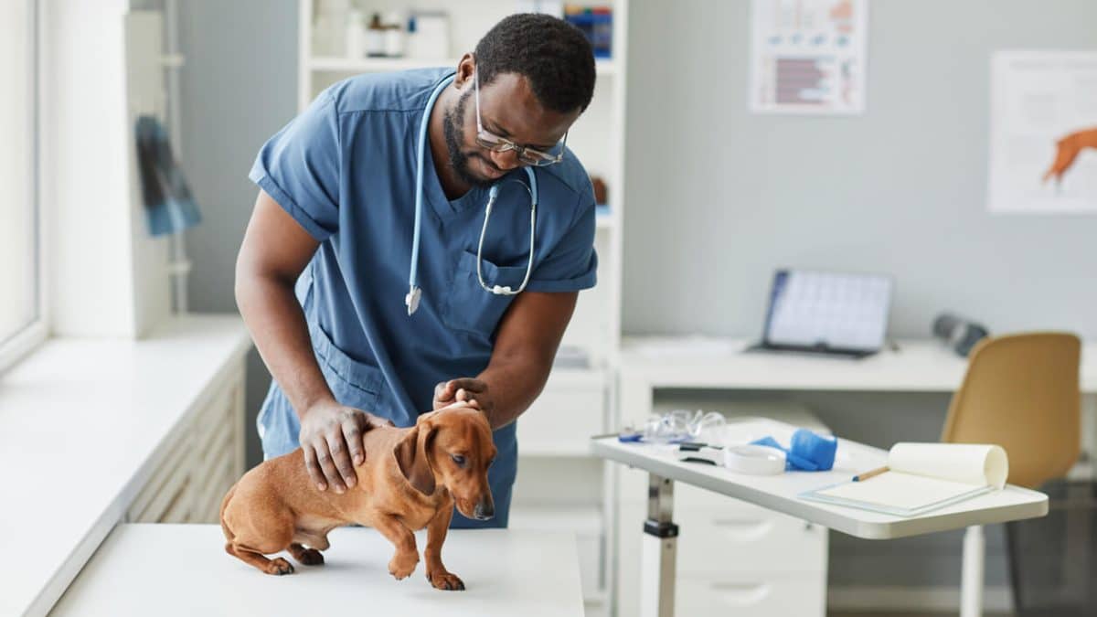 How Much Is a Vet Visit for a Dog?
