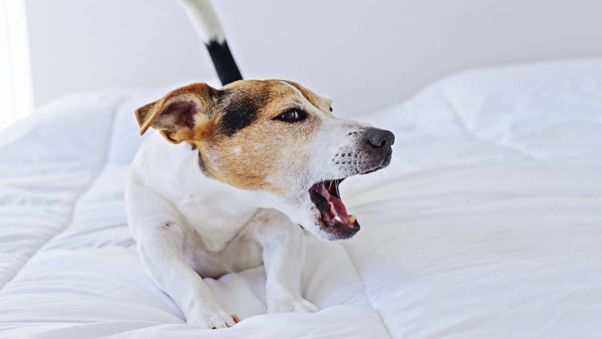 What is Kennel Cough? Symptoms, Treatment and Prevention