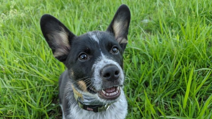 Cowboy Corgi Dog: Breed Guide