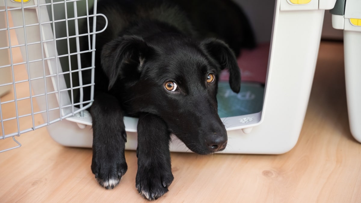 Crate Training Schedule for Puppies and Adults