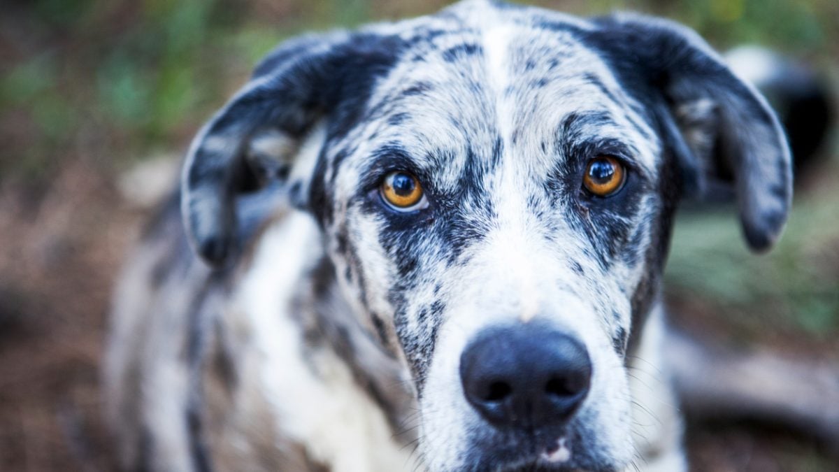 Cur Dog: Characteristics, Origin, and Standout Breeds