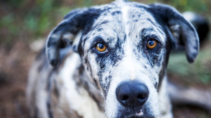 Cur Dog: Characteristics, Origin, and Standout Breeds