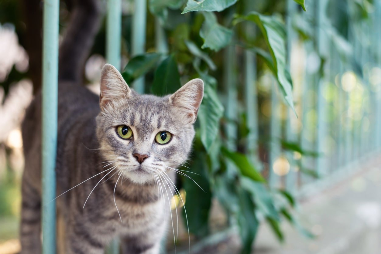 How Long Can Cats Go Without Food & 11 Reasons Why They Won't Eat