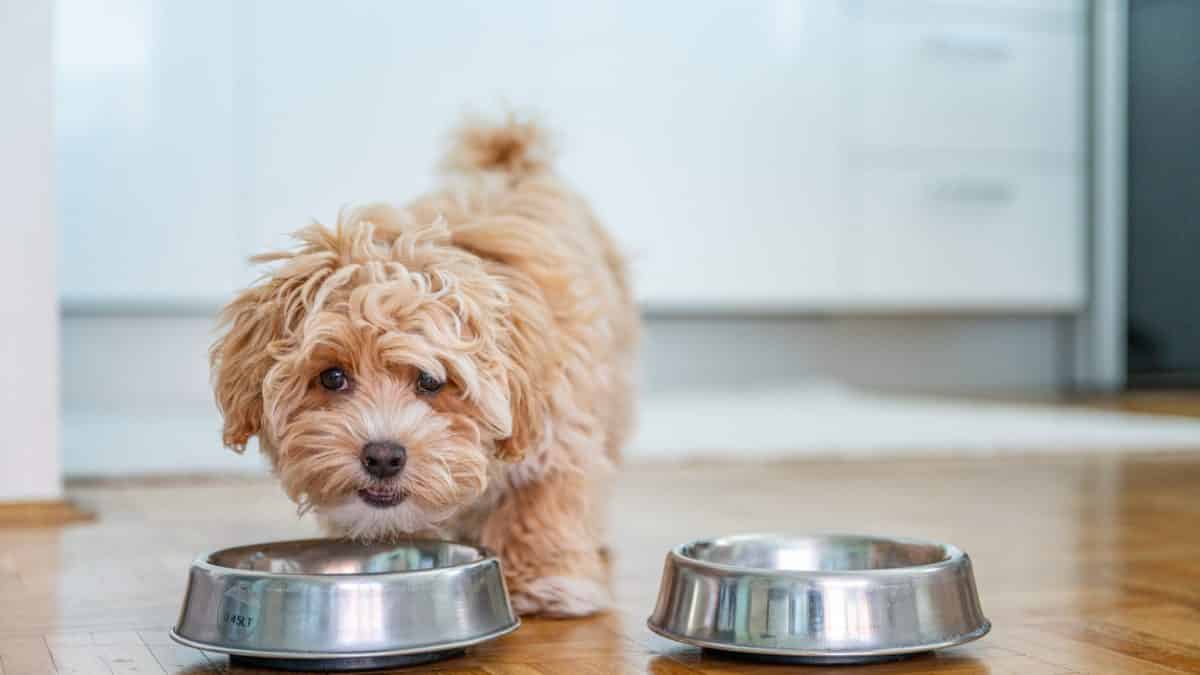 Feeding Chart & Calories Guide for Feeding Your Dog