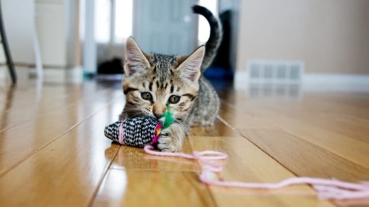Here's Why Cats Love To Play With String | But Is String Safe For Cats?