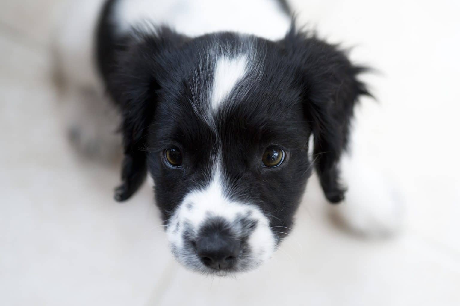 Puppy Dog Eyes: What It Means