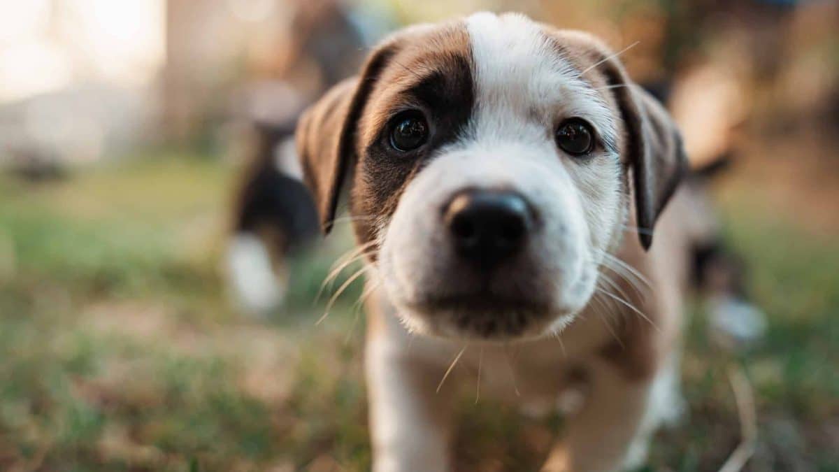 The 4 Puppy Stages: Every Puppy Development Stage Explained