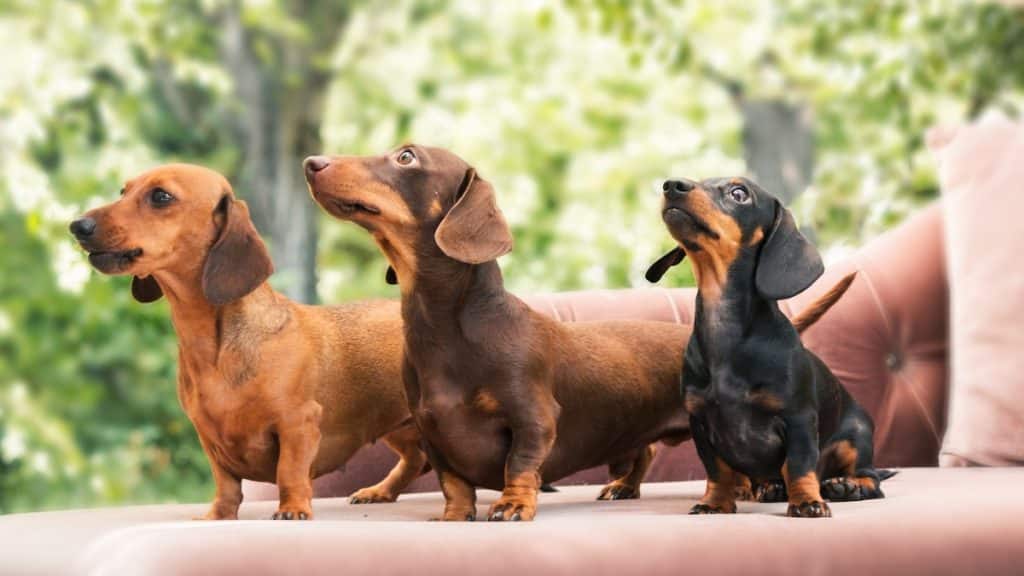 What Were Dachshunds Bred To Hunt?