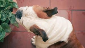 Toxic Household Items That Can Poison Your Dog