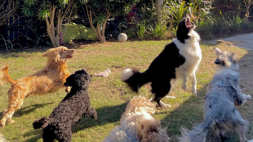 Dog Boarding vs. Day Care for Puppies