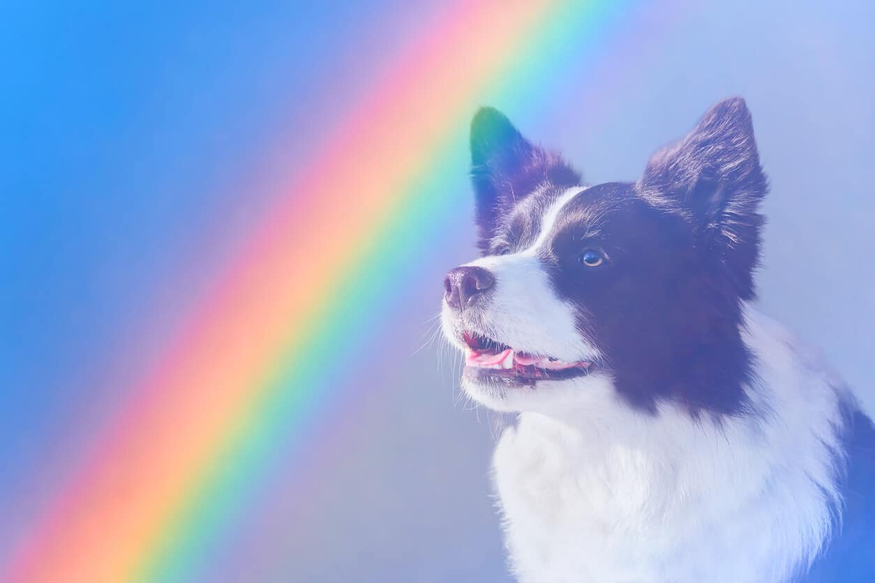 How To Deal With A Dog s Death The Dog People By Rover How To Deal With A Dog s Death The Dog People By Rover
