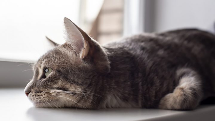 Is My Cat or Kitten Sad? Signs of an Unhappy Cat & How to Help