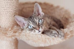 14 Reasons Why Your Cat Shakes Their Head & When To See A Vet