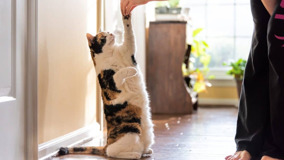 How to Discipline A Cat: Techniques to Discourage Unwanted Behaviors