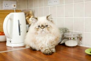 How to Discipline A Cat: Techniques to Discourage Unwanted Behaviors