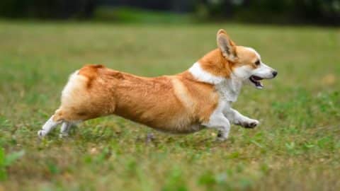 Dog Tail Docking: Pros, Cons & Expert Recommendations