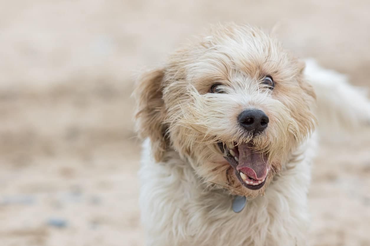 Why is My Dog Restless & Acting Weird?