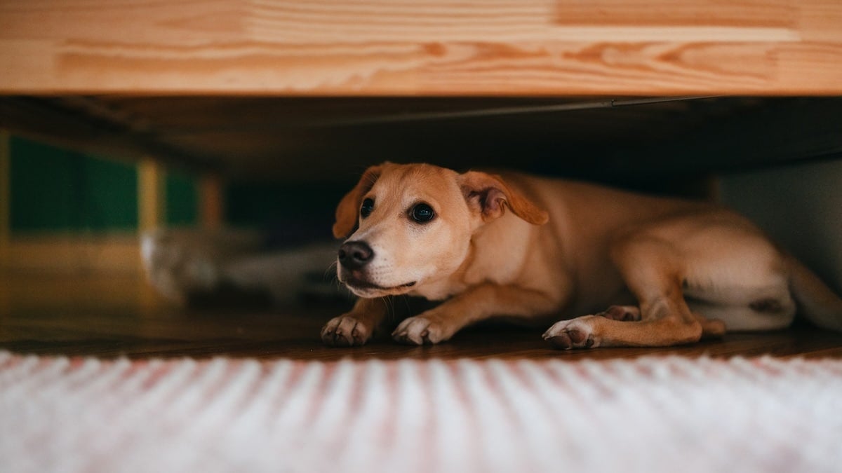 Why Is My Dog Afraid of Everything?