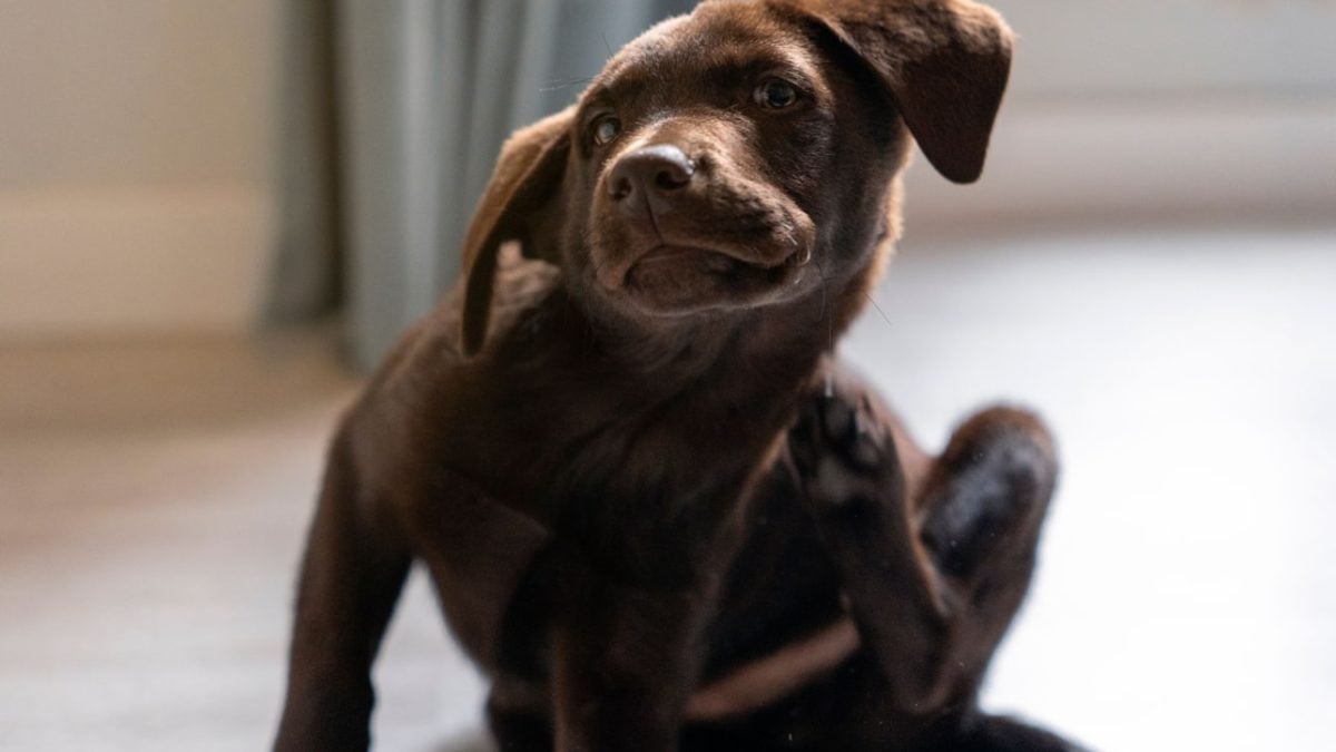 Dog Allergic Reaction: Signs & What to Do Next