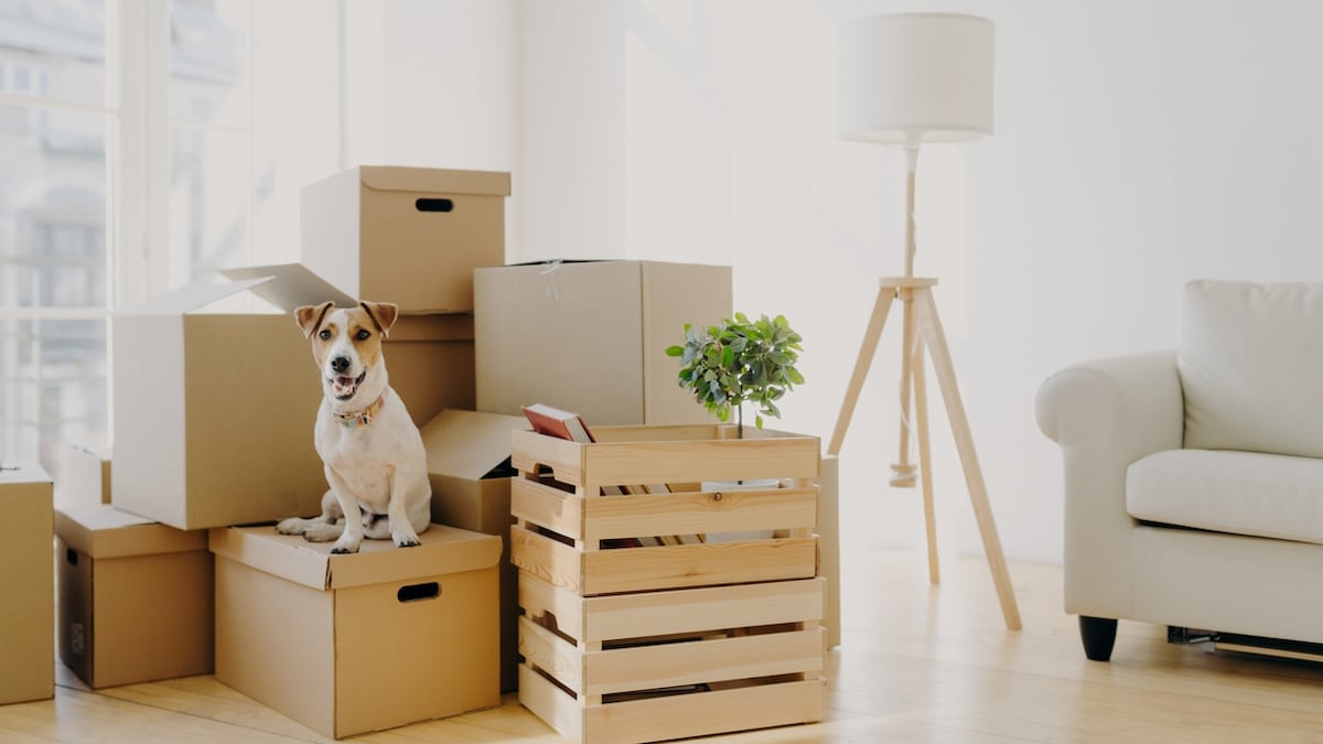 How To Care for a Dog in an Apartment