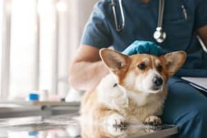 Cost of Dog Spay/Neuter: Average Cost, Low-Cost Options & More