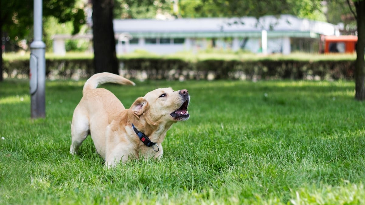Why Is My Dog Barking At Nothing?