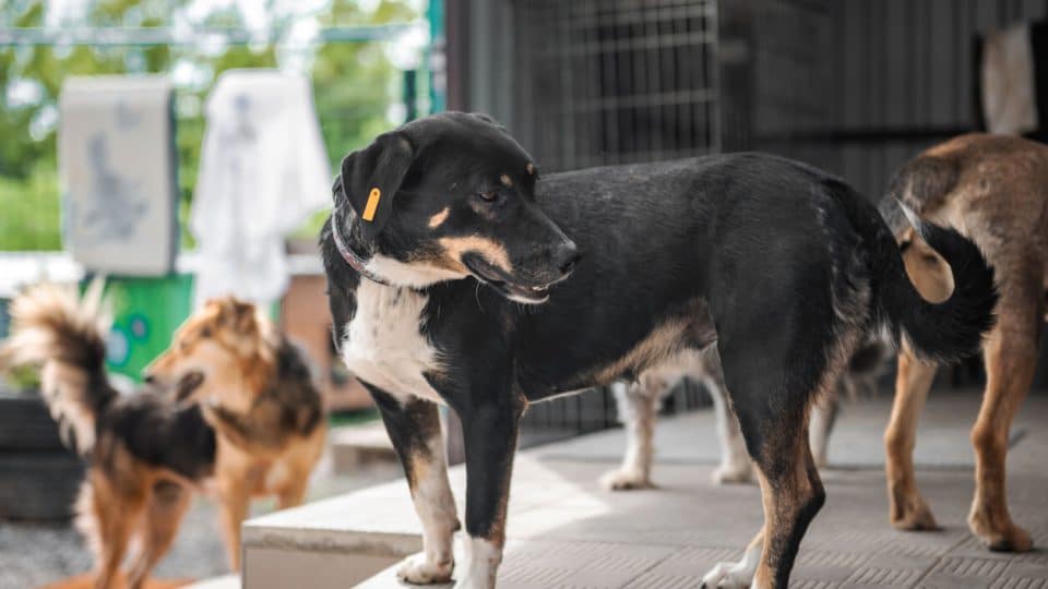 Dog Boarding vs. Daycare: What's Best For You & Your Dog?
