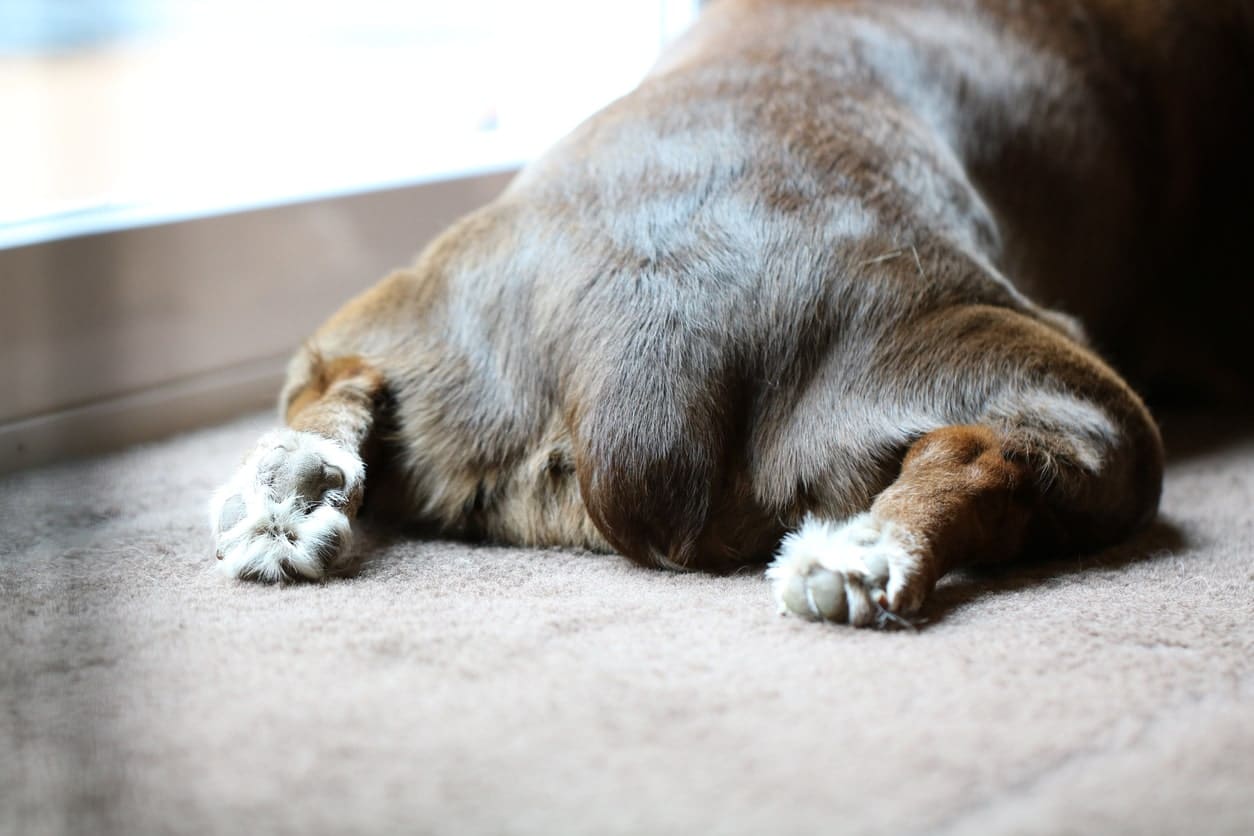 Why Do Dogs Drag Their Butts Across The Floor?