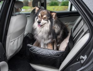 Dog Car Safety: Equipment, Tips & Troubleshooting