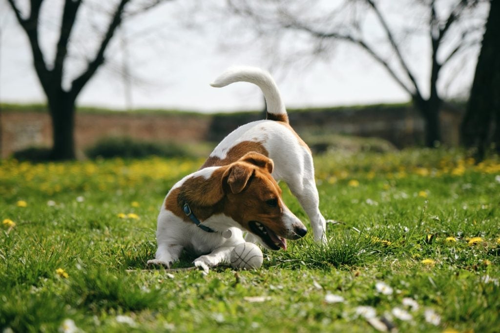 Comment interpréter ce que nous dit la queue d'un chien