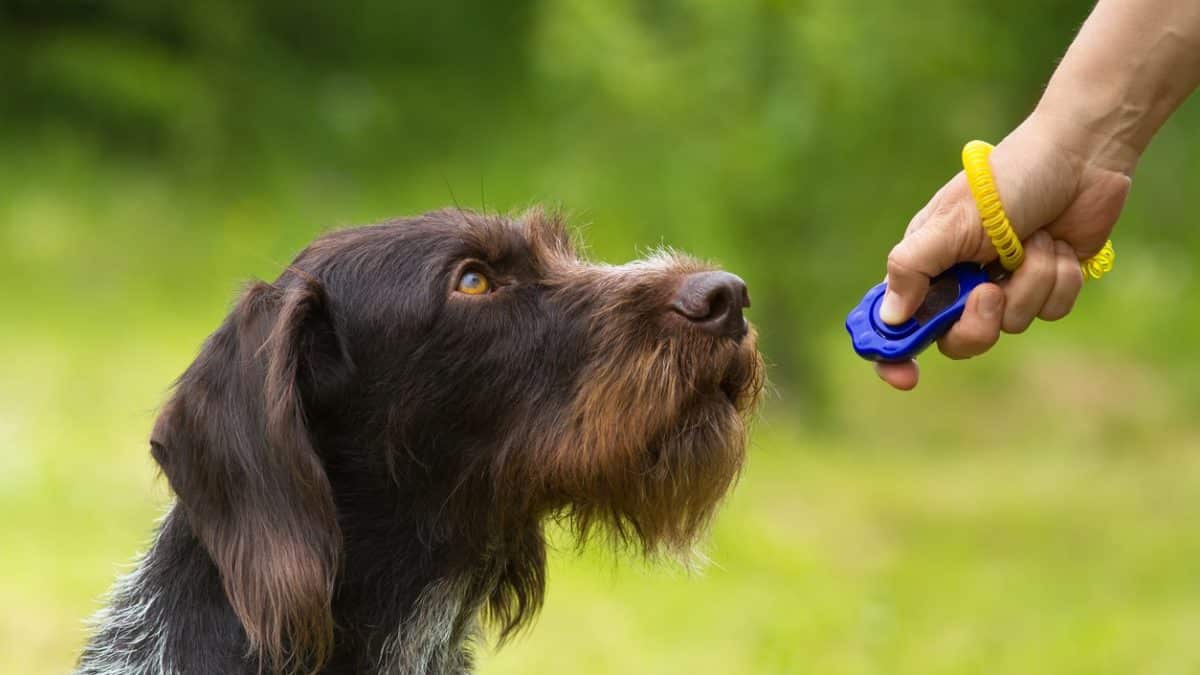 The Ultimate Guide to Clicker Training for Dogs