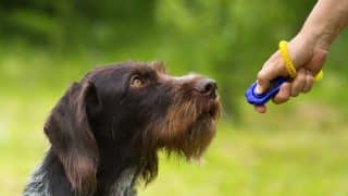 The Ultimate Guide to Clicker Training for Dogs