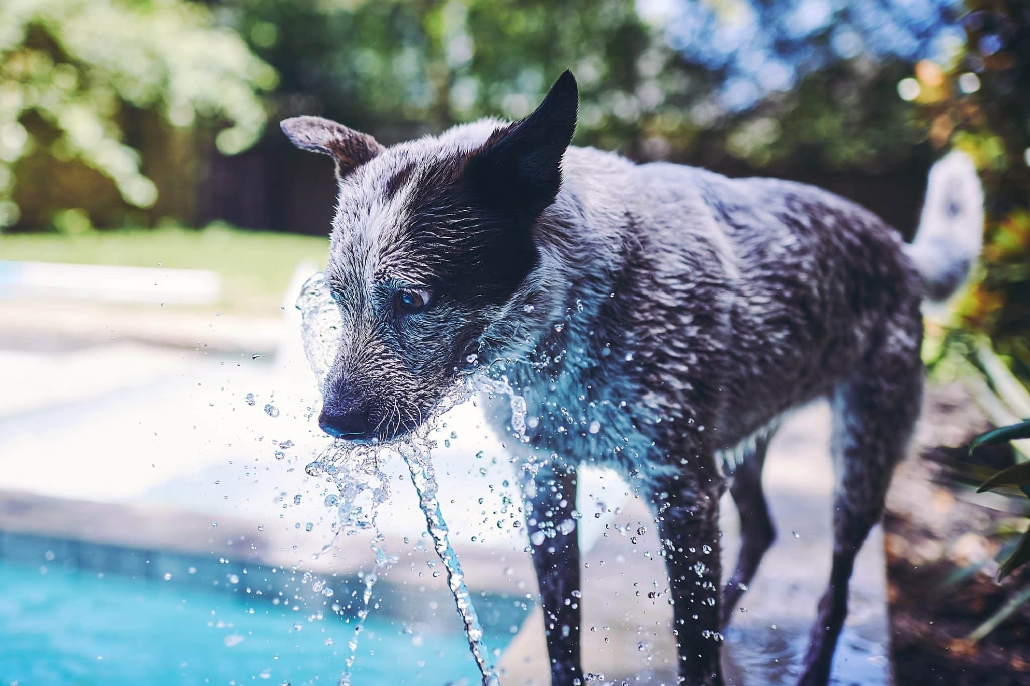 Do Dogs Sweat Through Their Nose & Paws?