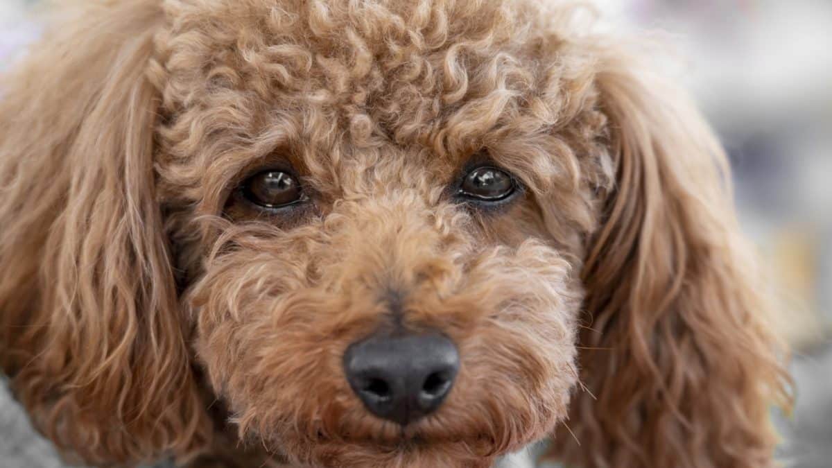 Do Dogs Cry? Dog Tears Explained