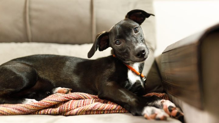 Cómo leer el lenguaje corporal de un perro