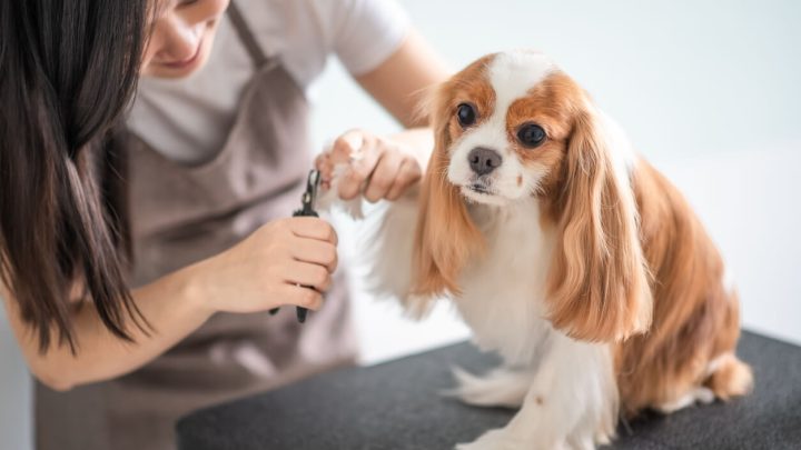 Dog Grooming: Top Tips to Safely Take Care of It On Your Own