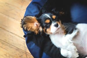 Do Dogs Dream? The Full Explanation Behind Your Dog's Sleep