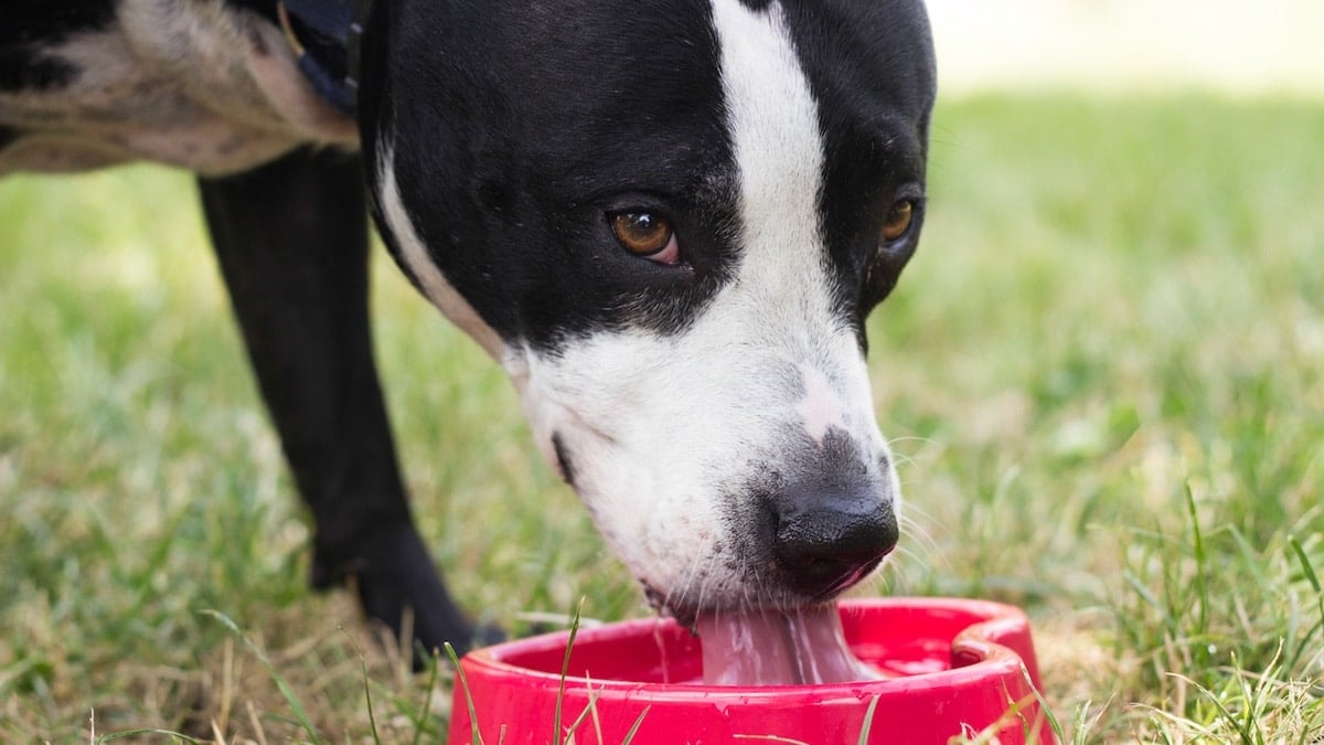 Why Is My Dog Drinking So Much Water?