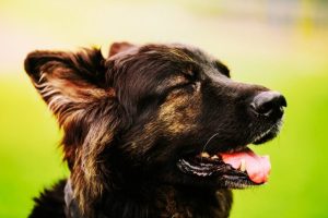 Dog Ear Position Chart: What Do Dog Ears Mean?