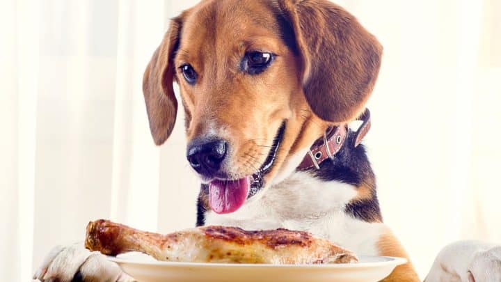 Can Dogs Eat Chicken? Risk & Benefits of Raw vs. Cooked